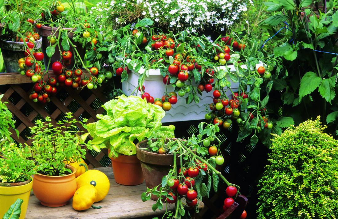 Compact Plants for Patio Gardeners - Mother Earth News | The Original ...